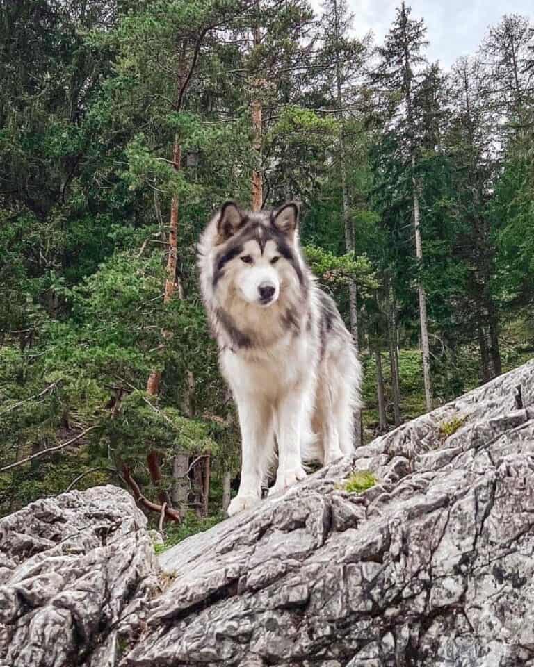 Alaskan Malamute Wolf Mix (Wolamute): Info, Pictures & Facts