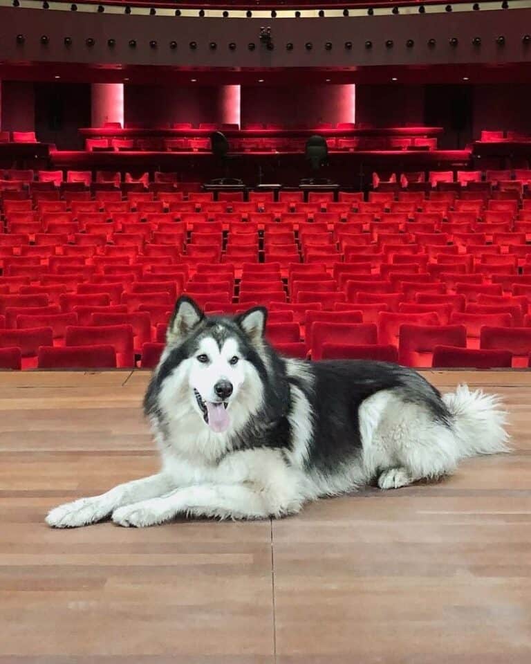 Alaskan Malamute Wolf Mix (Wolamute): Info, Pictures & Facts