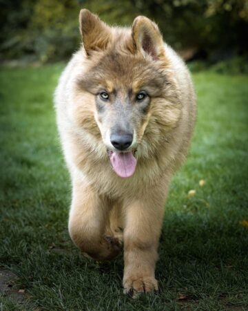 Alaskan Malamute Wolf Mix (Wolamute): Info, Pictures & Facts