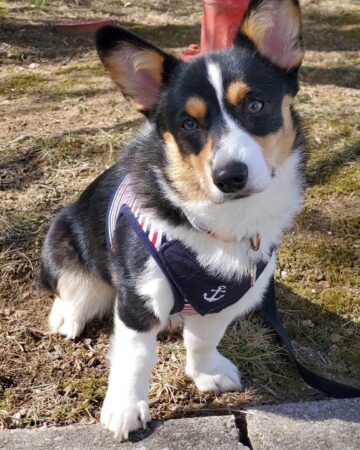 American Corgi: Breed Info, History, Breeders & Pictures
