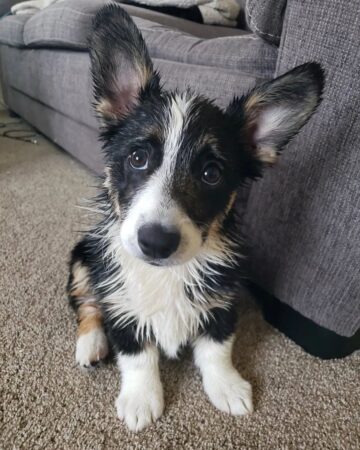 American Corgi: Breed Info, History, Breeders & Pictures