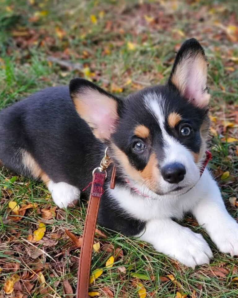 American Corgi: Breed Info, History, Breeders & Pictures