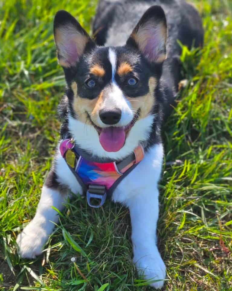 American Corgi: Breed Info, History, Breeders & Pictures