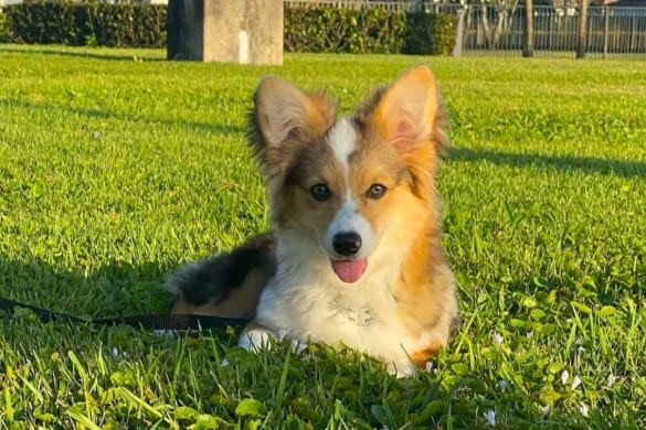 American Corgi: Breed Info, History, Breeders & Pictures