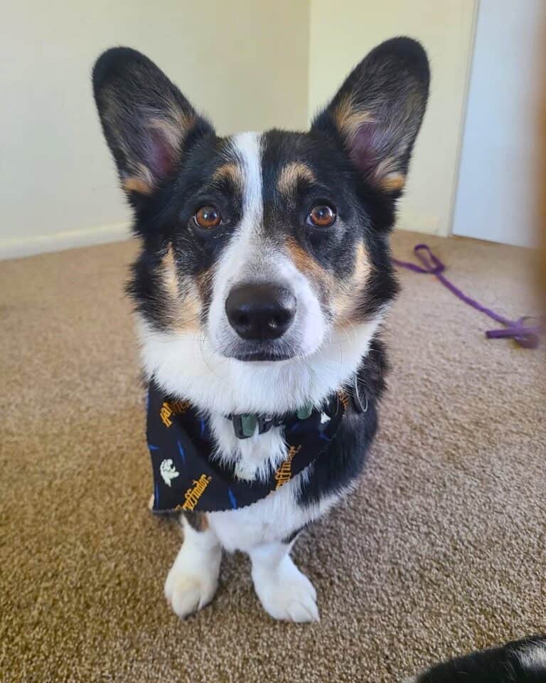 American Corgi: Breed Info, History, Breeders & Pictures