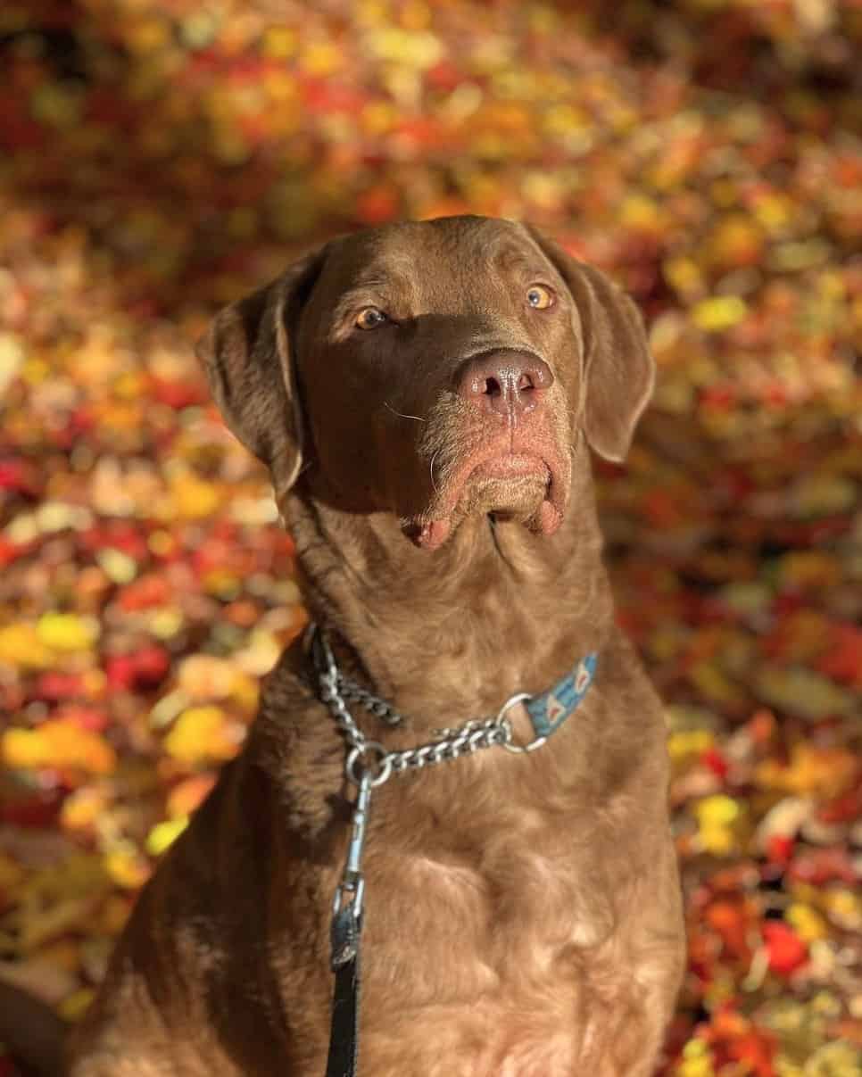 9 Chesapeake Bay Retriever Colors (With Pictures)