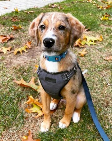 Australian Shepherd Beagle Mix: Info, Pictures, Traits & Facts