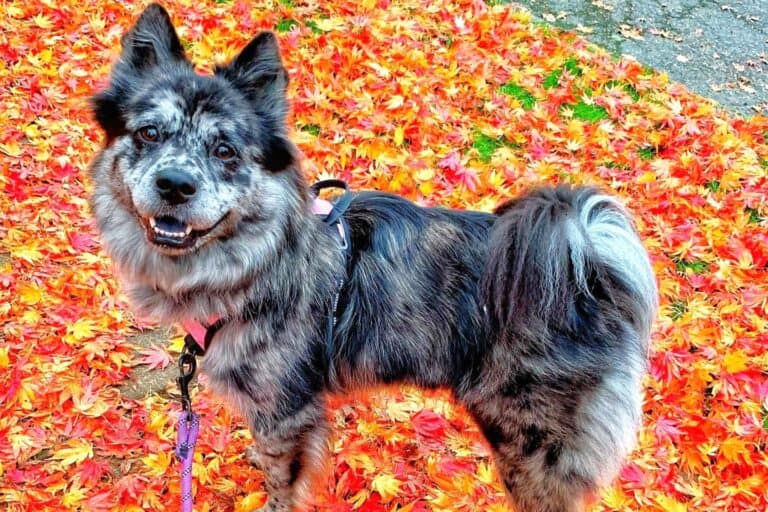 Australian Shepherd Chow Mix: Info, Pictures, Traits & Facts - Happy ...