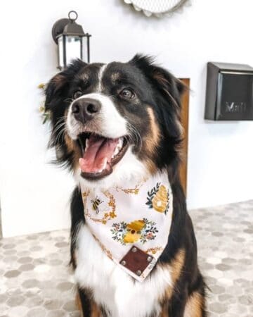 Australian Shepherd Red Heeler Mix: Info, Pictures & Facts