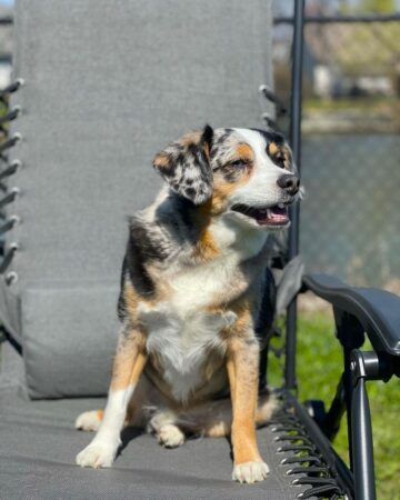 Australian Shepherd Beagle Mix: Info, Pictures, Traits & Facts