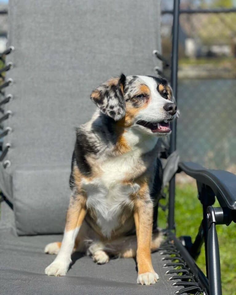 Australian Shepherd Beagle Mix: Info, Pictures, Traits & Facts