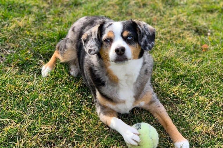 Australian Shepherd Beagle Mix: Info, Pictures, Traits & Facts