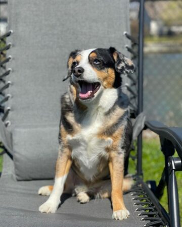 Australian Shepherd Beagle Mix: Info, Pictures, Traits & Facts