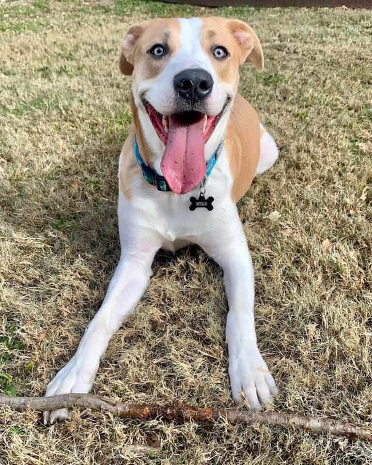 Australian Shepherd Boxer Mix: Info, Pictures, Traits & Facts