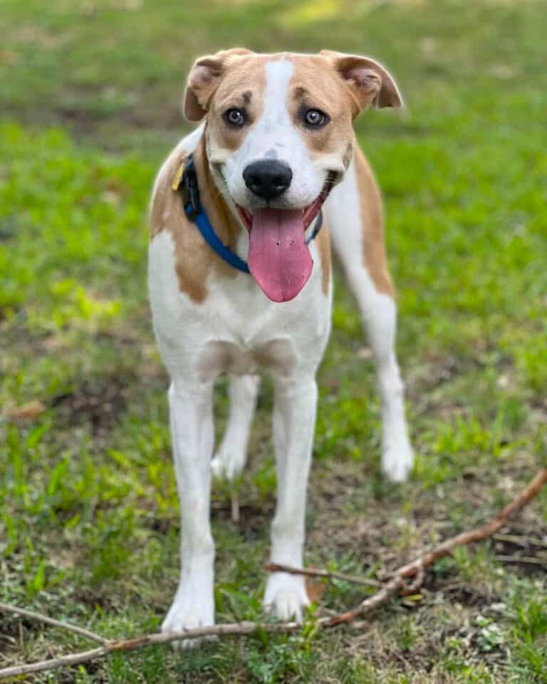 Australian Shepherd Boxer Mix: Info, Pictures, Traits & Facts