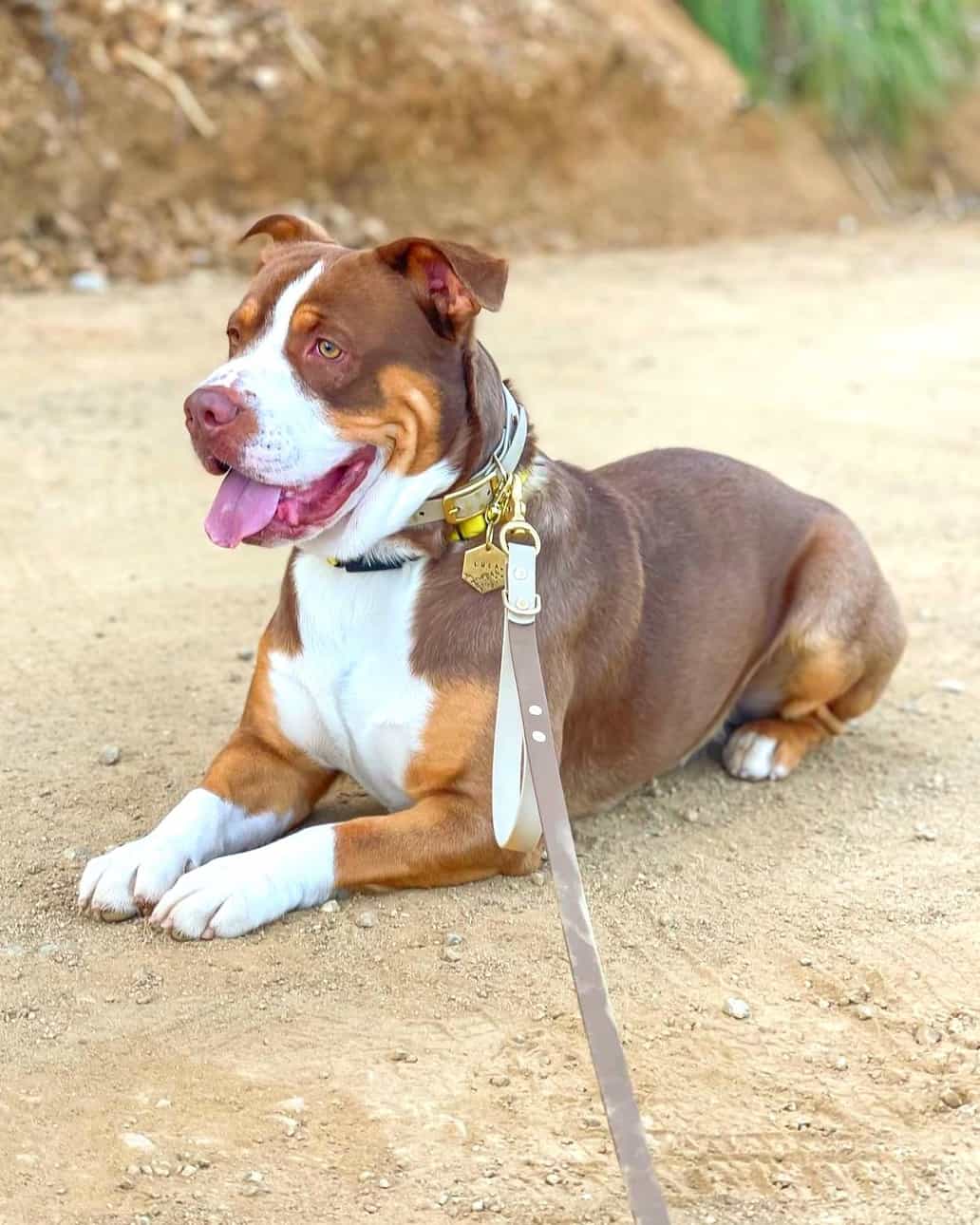 Australian Shepherd Bulldog Mix (Bull-Aussie): Facts & Pictures