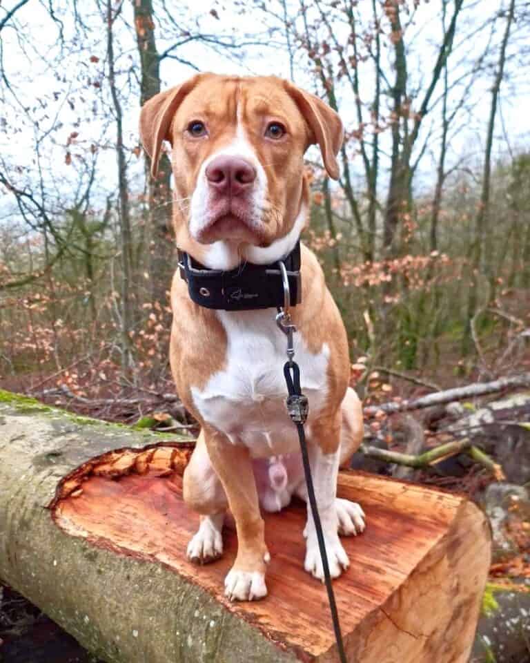 Australian Shepherd Bulldog Mix (Bull-Aussie): Facts & Pictures