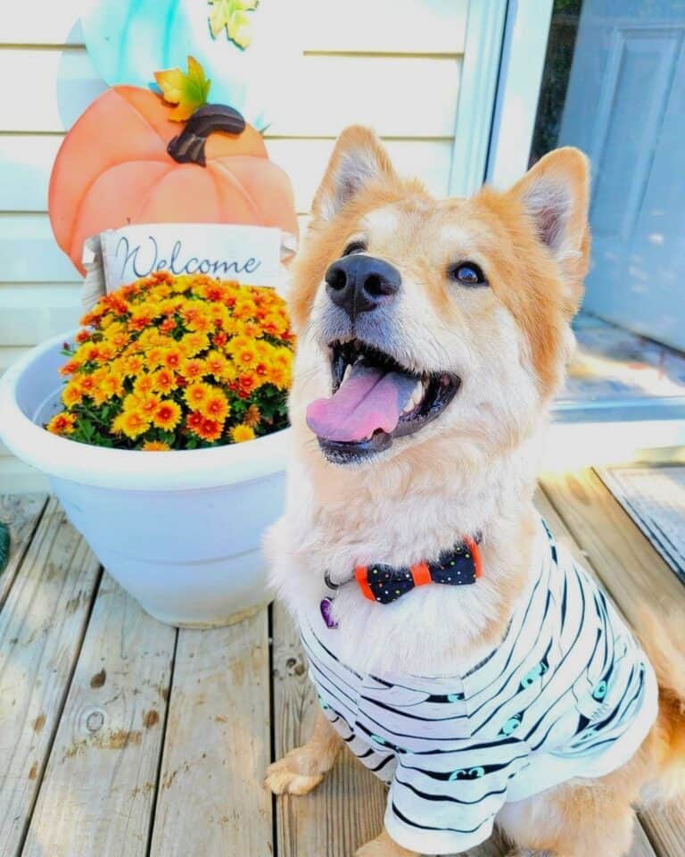 Australian Shepherd Chow Mix: Info, Pictures, Traits & Facts - Happy ...