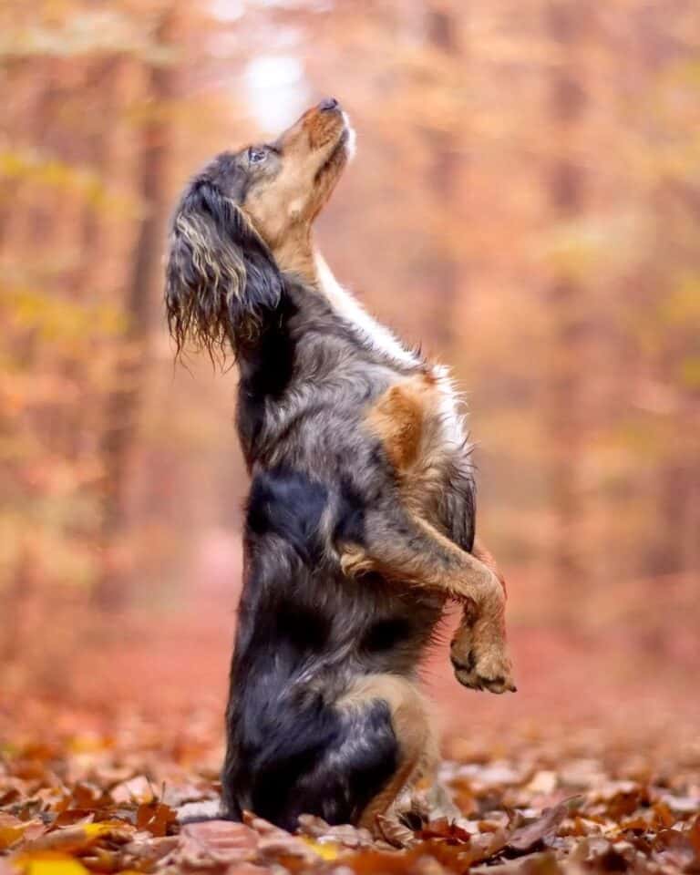 Australian Shepherd Cocker Spaniel Mix (Pictures & Facts)