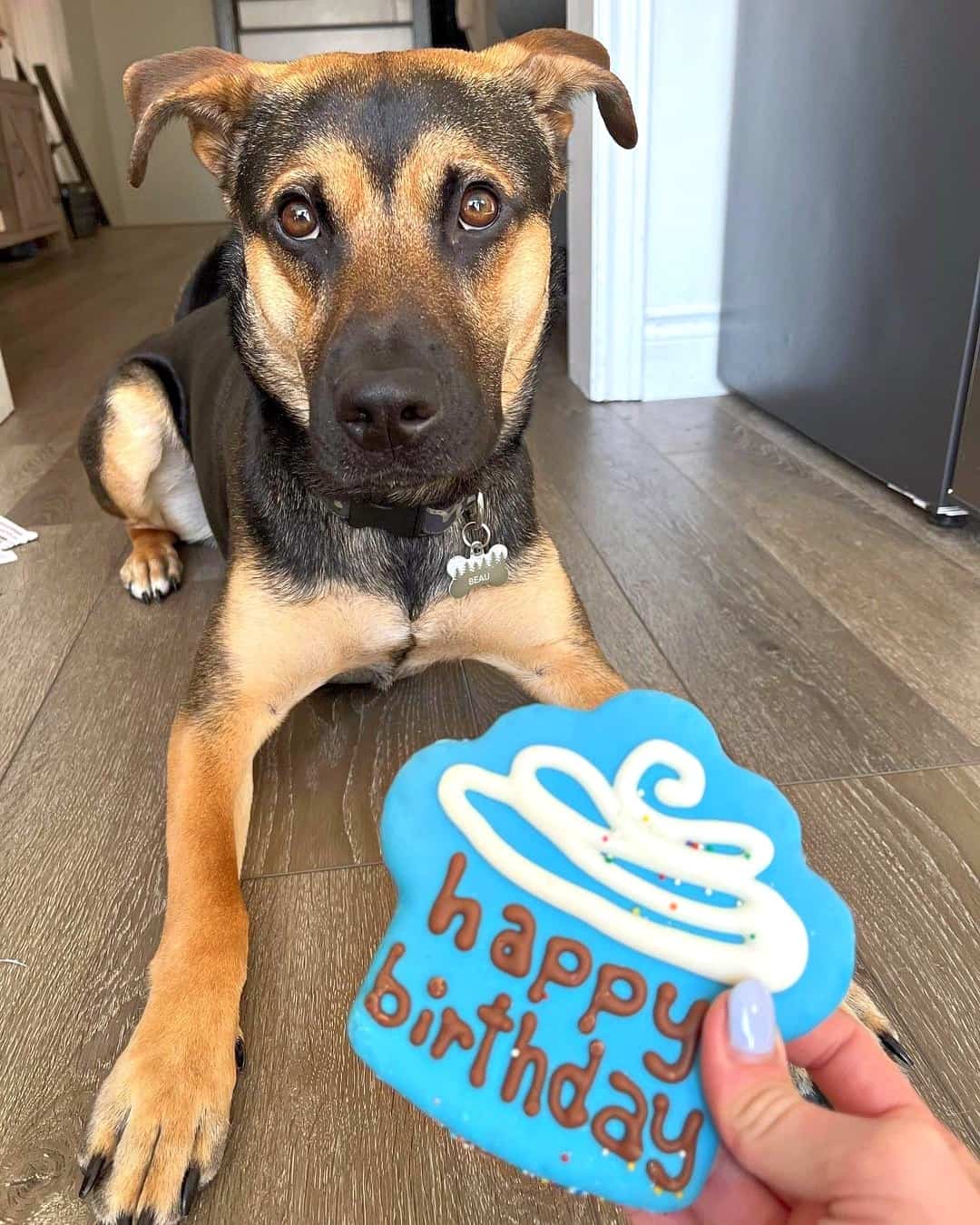 Jack Russell Australian Shepherd Mix: Info, Pictures & Facts