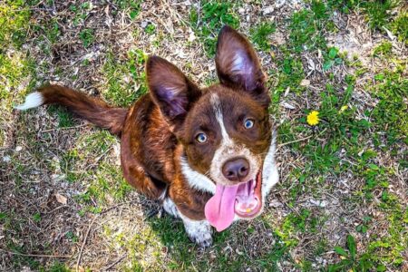 Australian Shepherd Red Heeler Mix: Info, Pictures & Facts