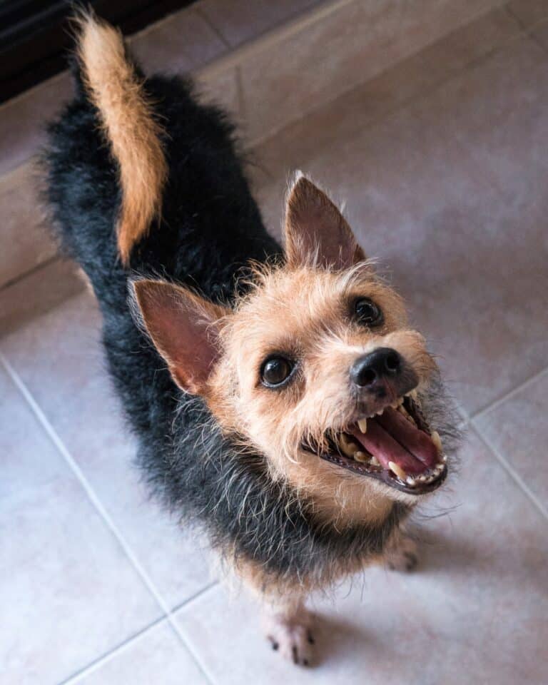 Australian Shepherd Terrier Mix: Info, Pictures, Traits & Facts