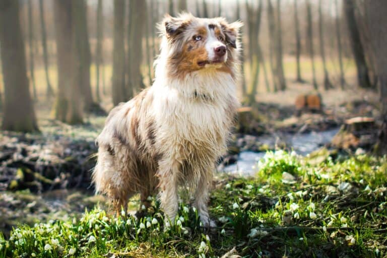 Australian Cattle Dog vs. Australian Shepherd