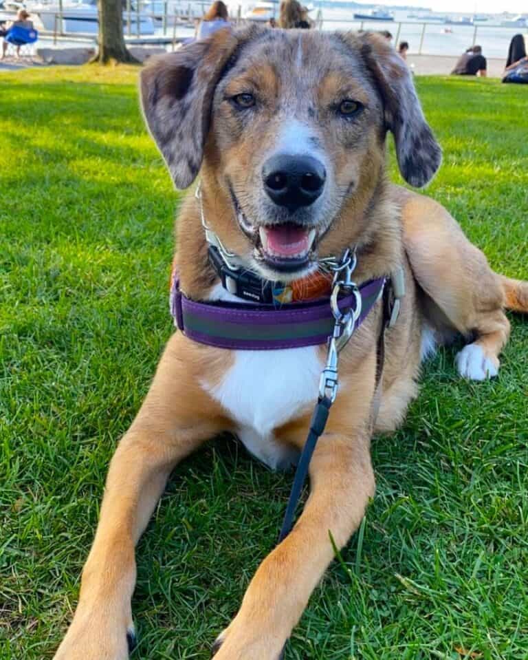 Australian Shepherd Beagle Mix: Info, Pictures, Traits & Facts