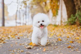 4 Bichon Frise Colors (With Pictures) - Happy Dog Breeds