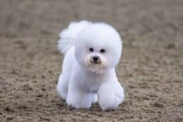 4 Bichon Frise Colors (With Pictures) - Happy Dog Breeds