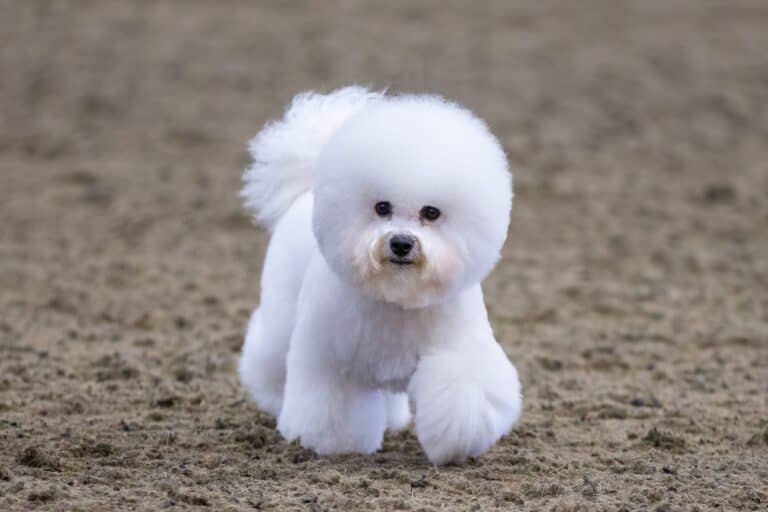4 Bichon Frise Colors (With Pictures) - Happy Dog Breeds
