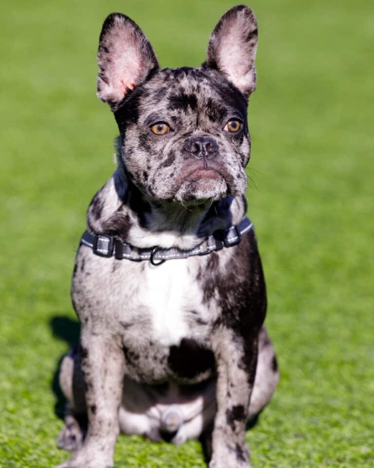 Merle French Bulldog: Facts, Genetics, Pictures & More