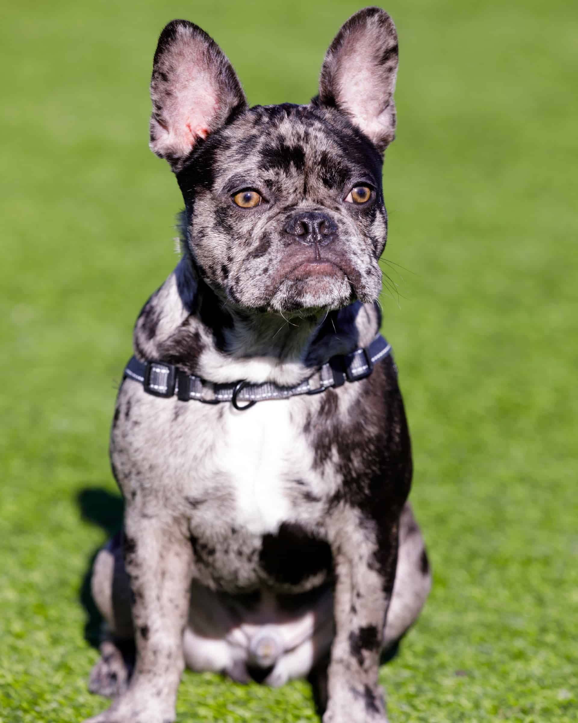 Merle French Bulldog: Facts, Genetics, Pictures & More