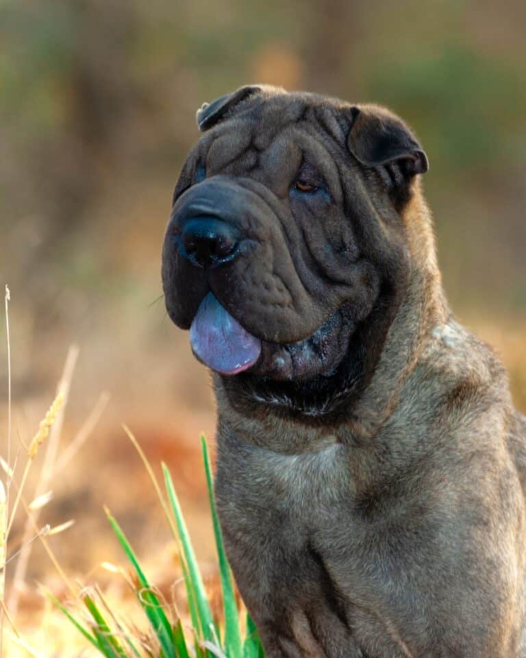 20 Dog Breeds With Black Tongues (With Pictures)