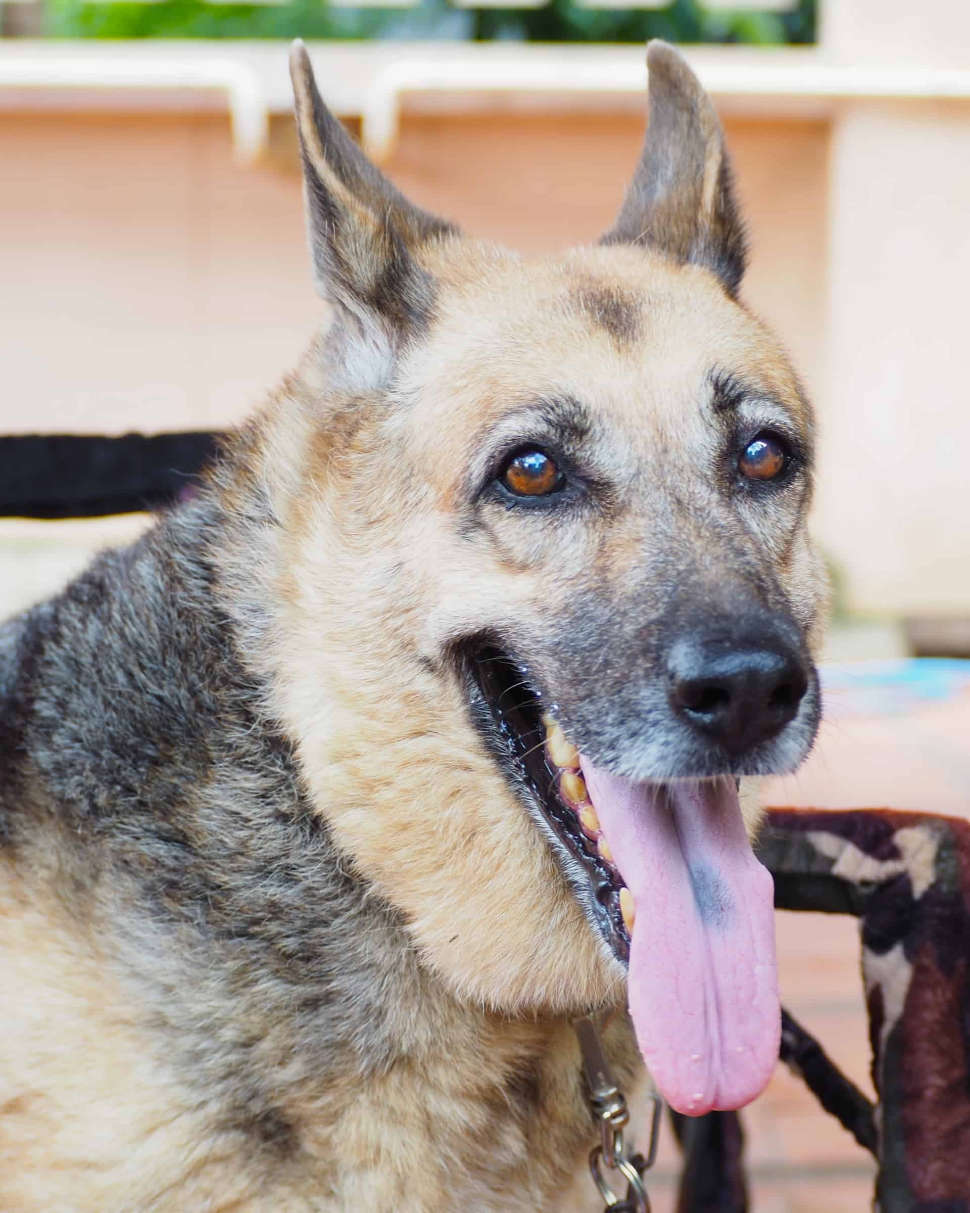 20 Dog Breeds With Black Tongues (With Pictures)