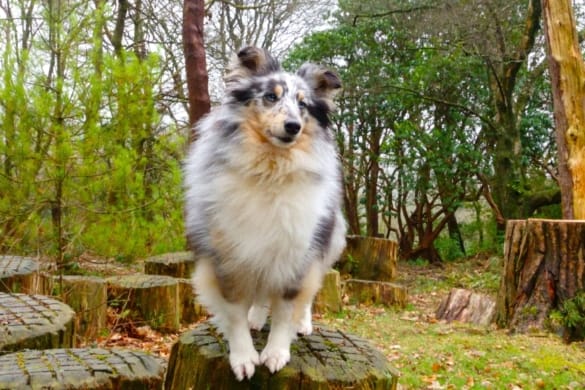 Blue Merle Sheltie: Facts, Appearance, Genetics & Pictures