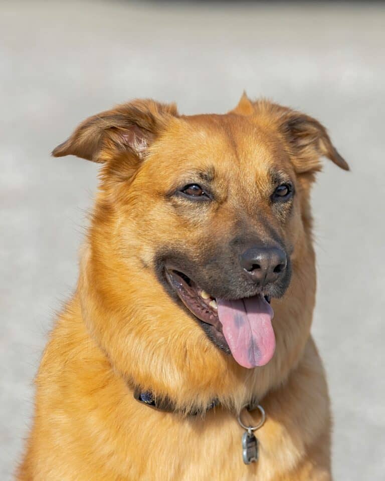 17 Dog Breeds With Blue Tongues (With Pictures)