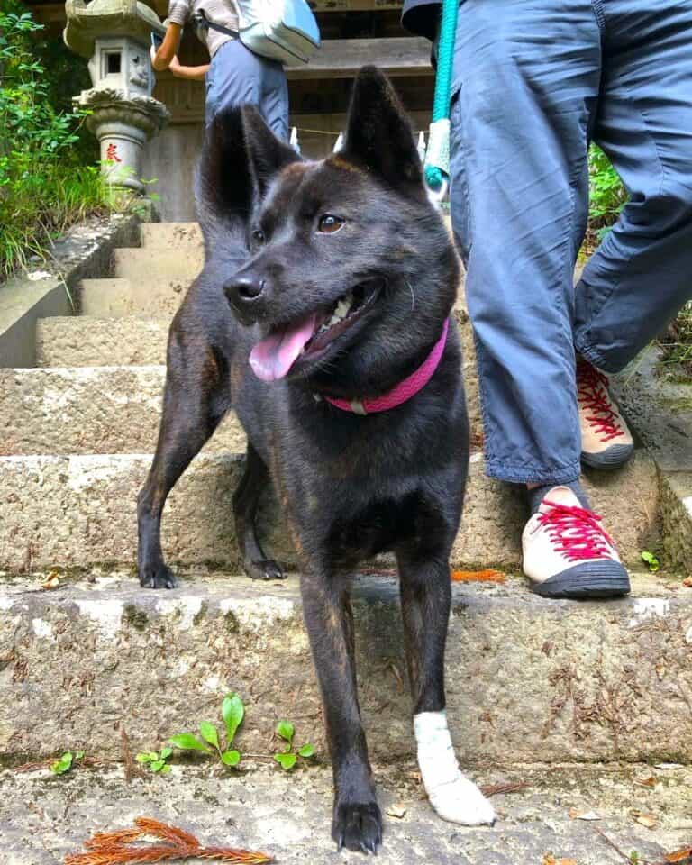 17 Dog Breeds With Blue Tongues (With Pictures)