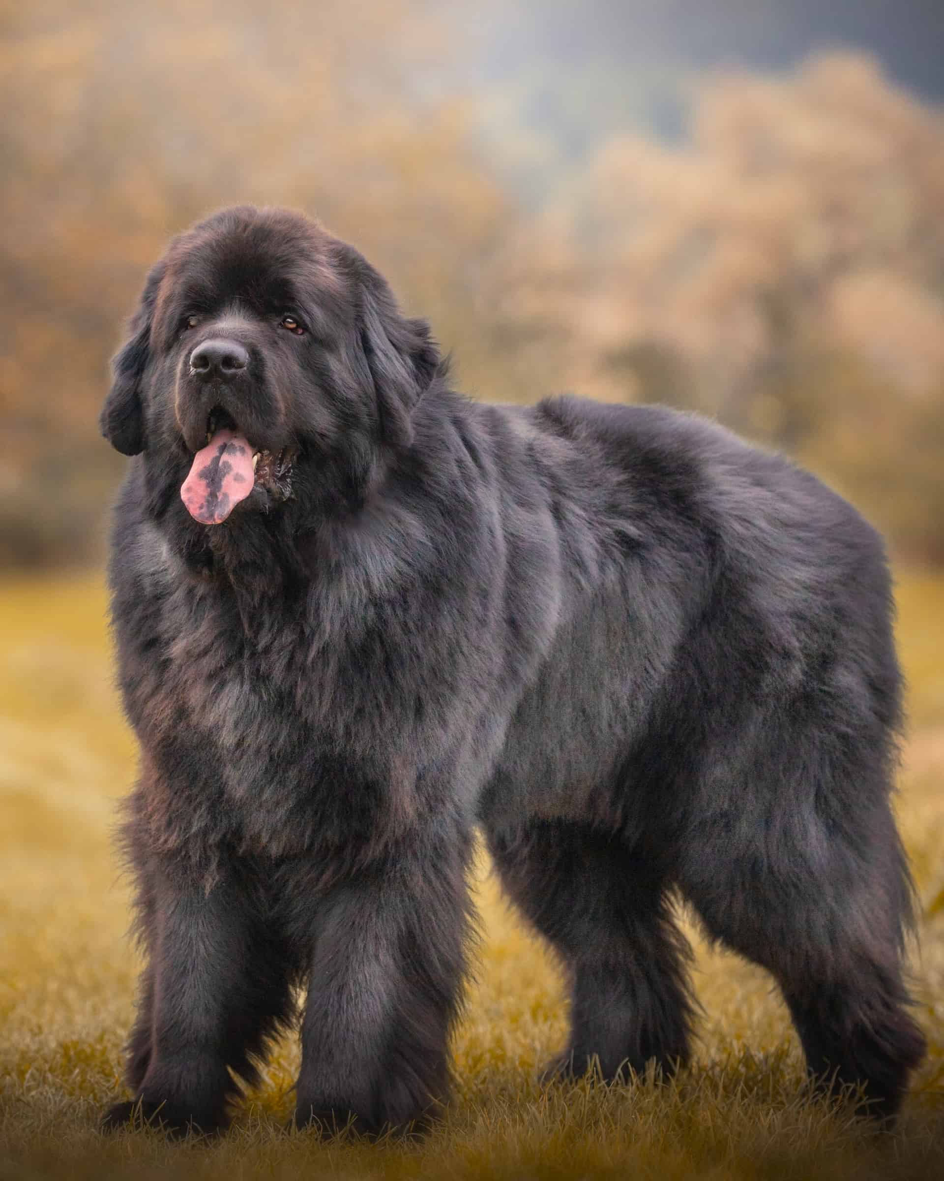 17 Dog Breeds With Blue Tongues (With Pictures)