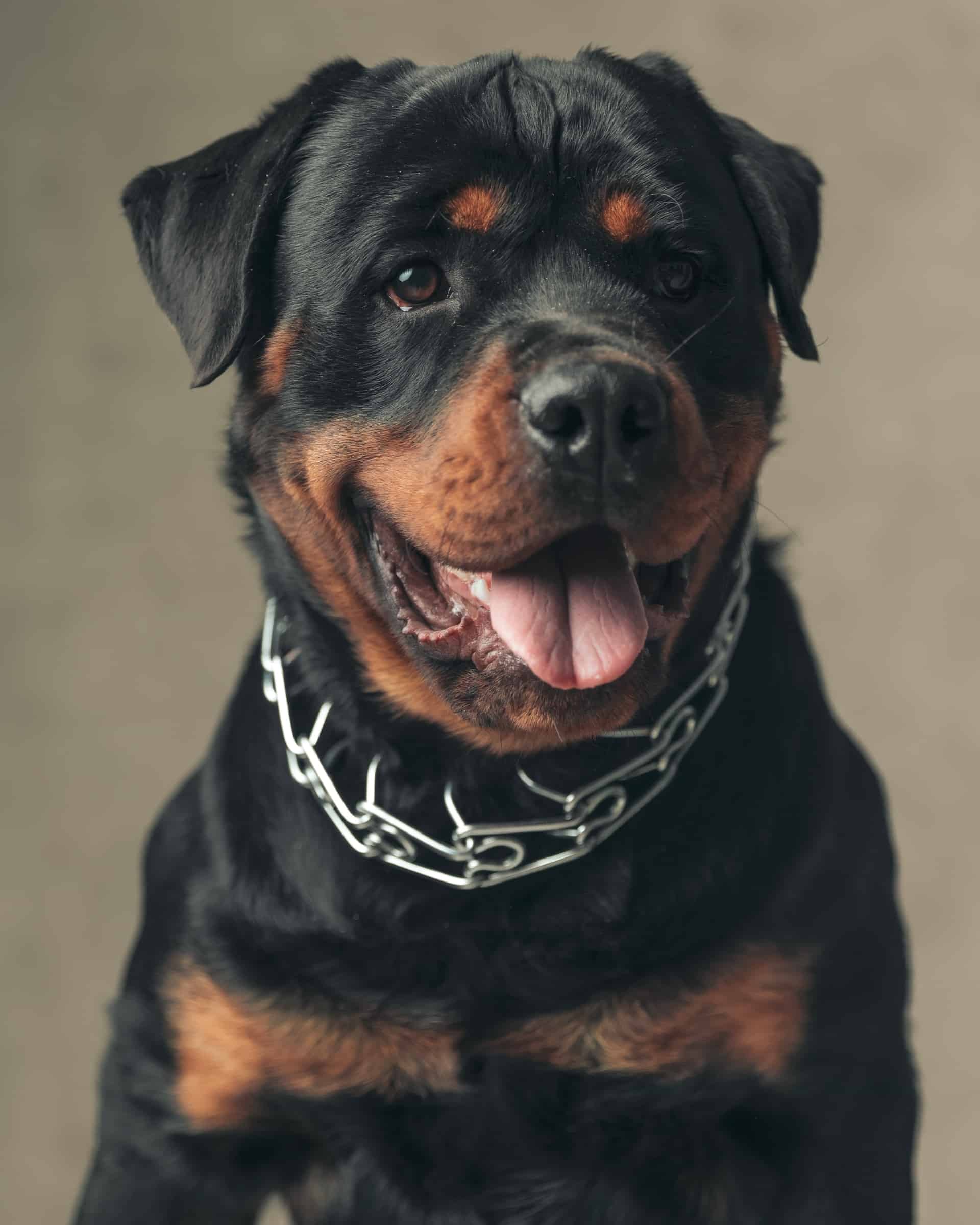 17 Dog Breeds With Blue Tongues (With Pictures)