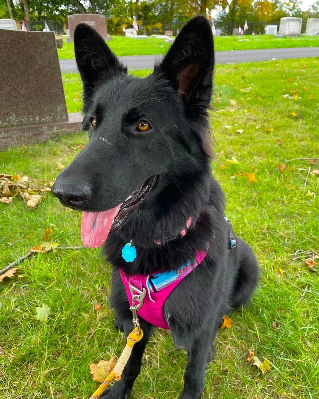 17 Dog Breeds With Blue Tongues (With Pictures)