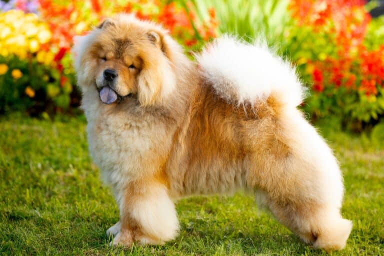 17 Dog Breeds With Blue Tongues (With Pictures)