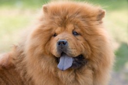 17 Dog Breeds With Blue Tongues (With Pictures)