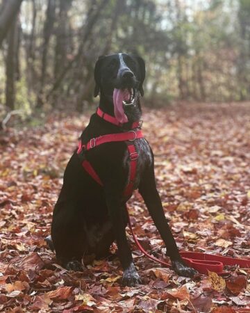 Bluetick Coonhound Lab Mix: Info, Pictures, Traits & Facts