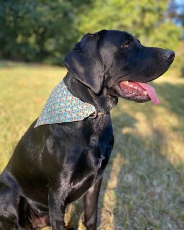 Bluetick Coonhound Lab Mix: Info, Pictures, Traits & Facts