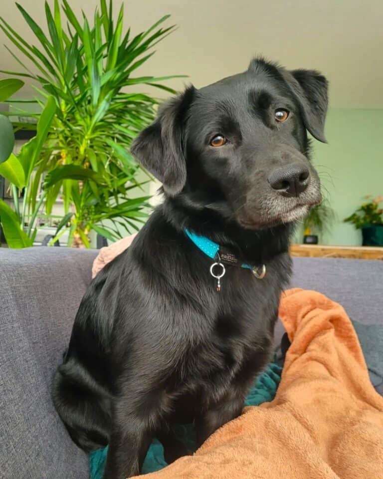 Border Collie Lab Mix (Borador): Breed Info, Pictures & Facts