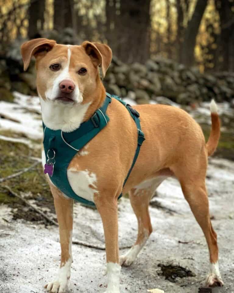 Australian Shepherd Boxer Mix: Info, Pictures, Traits & Facts