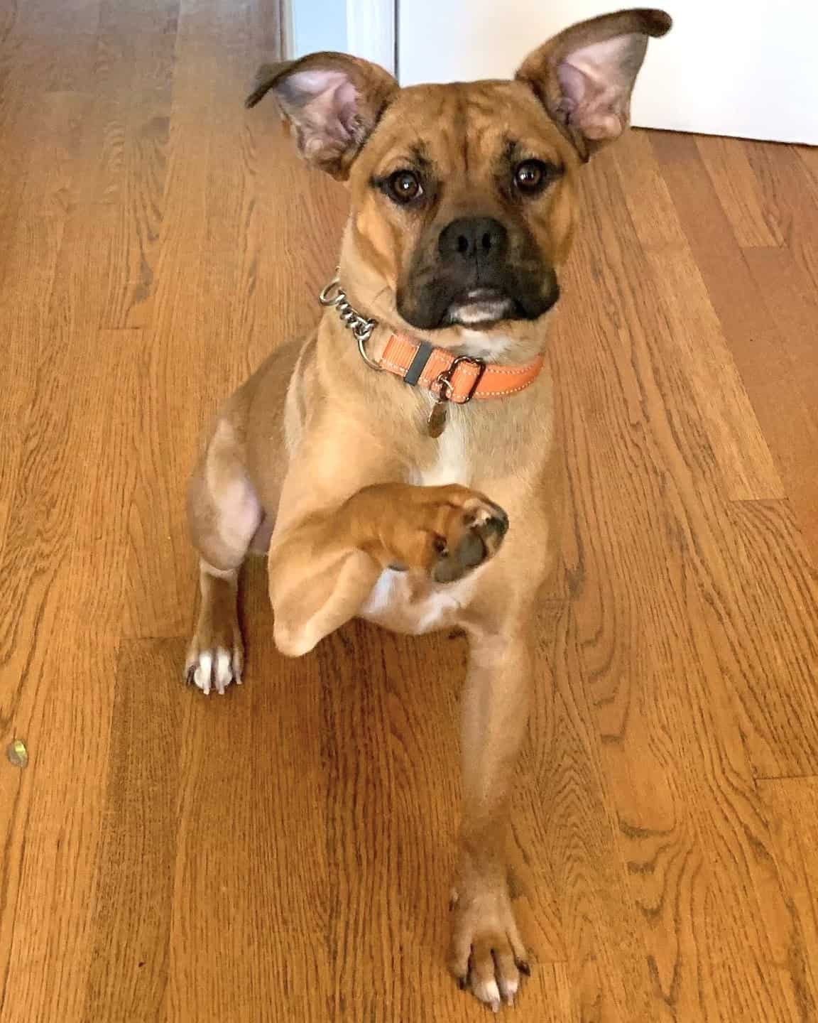 Boxer Pug Mix (Box-a-Pug): Info, Pictures, Traits & Facts