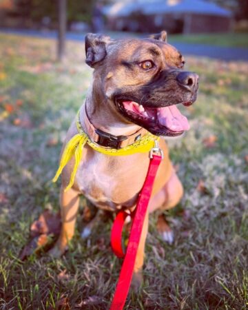 Boxer Pug Mix (Box-a-Pug): Info, Pictures, Traits & Facts