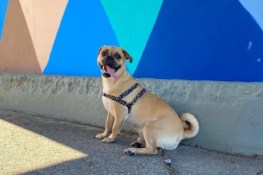 Boxer Pug Mix (Box-a-Pug): Info, Pictures, Traits & Facts